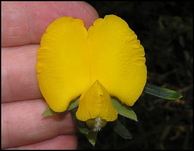 Hunter Valley Backyard Nature: #37 Purple and yellow peas