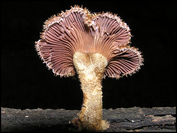 Australian Fungi - A Blog: #43 Panus fasciatus