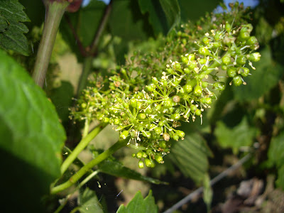 Cave ABONNAT vignerons : Floraison de la vigne