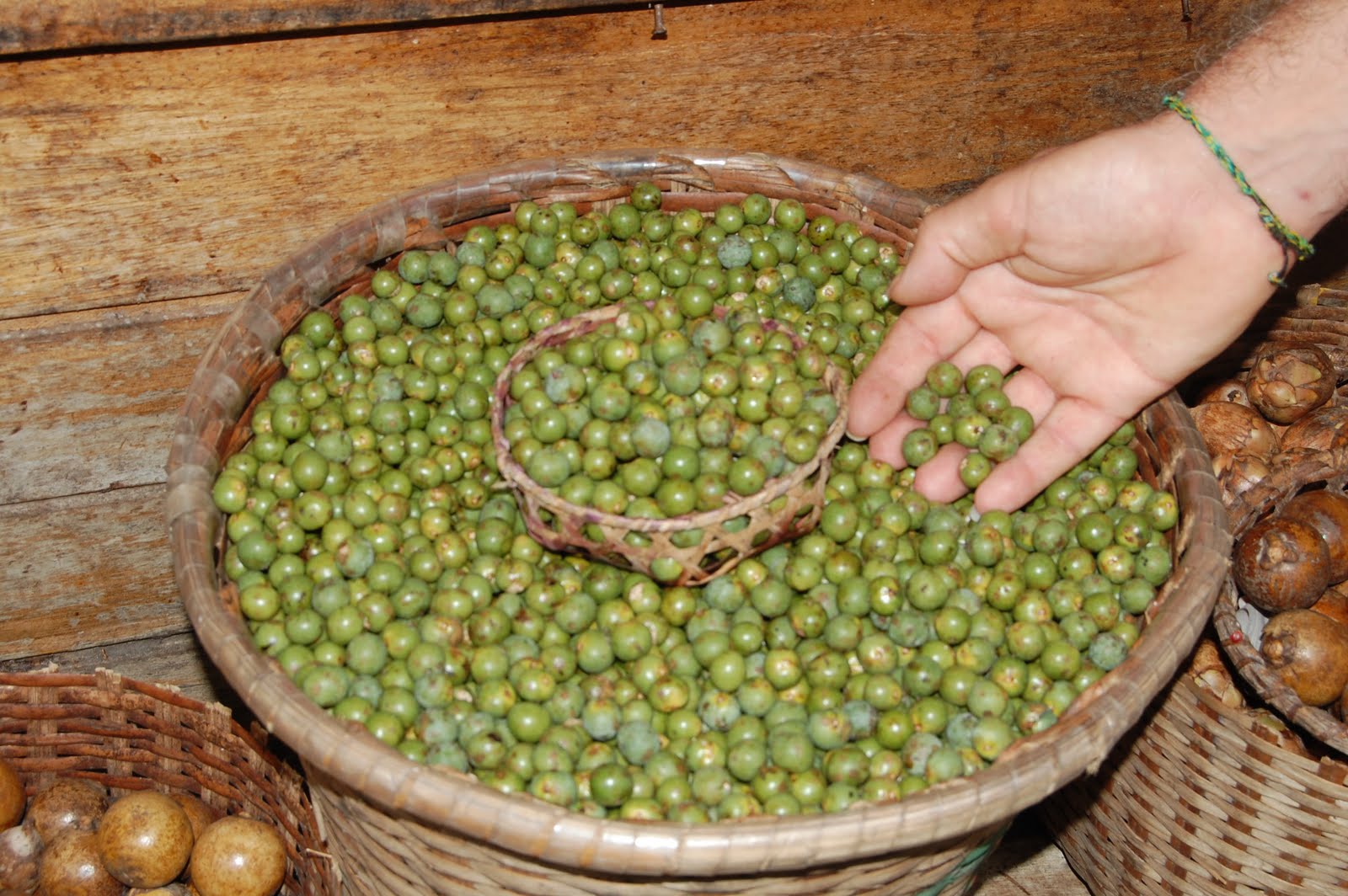 Seeds of Rare Tropical Plants: Euterpe oleracea var.branca (white Acai)