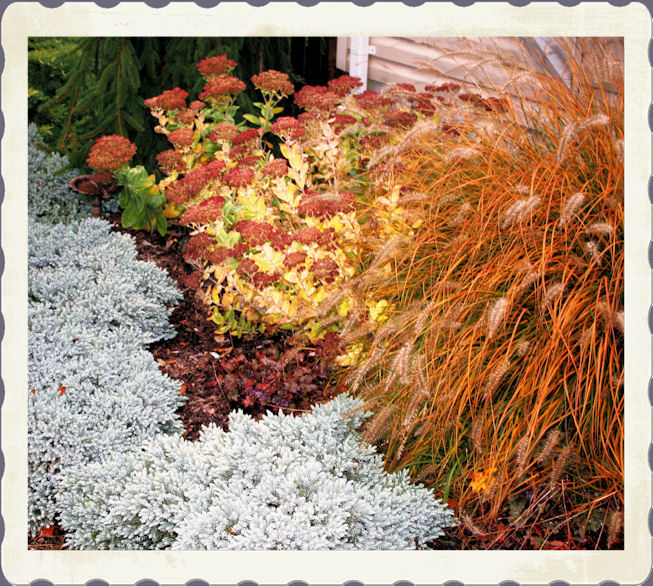 A GUIDE TO NORTHEASTERN GARDENING: Fall Garden Photos: The Fall Garden ...