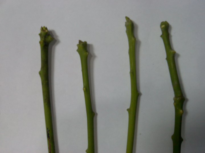 Materials and Methods of Grafting Mango Tree: The Scions of Mango Tree