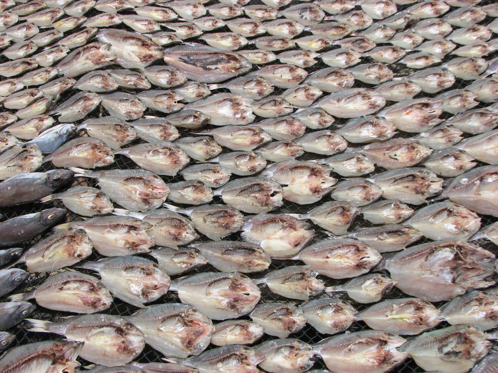 Hilda Basar's: Selangan Laut, a humble Atlantis (Bontang, Indonesia -12 ...