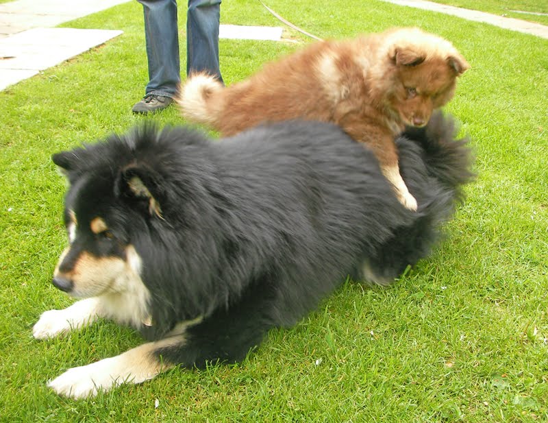 Infindigo Finnish Lapphunds: lappy walk pics
