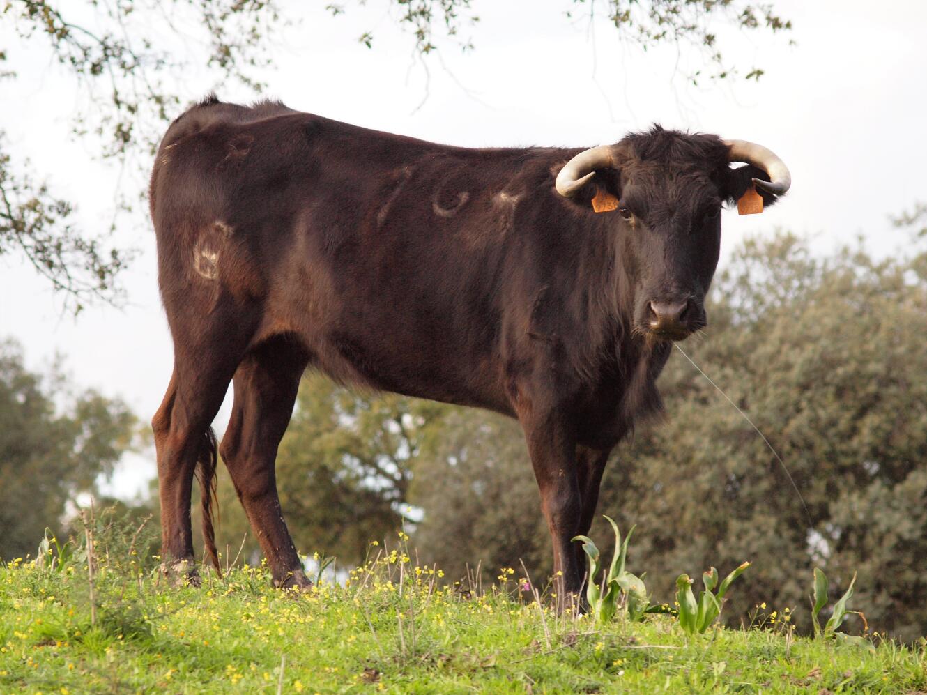 LOS COQUILLAS DE CIFUENTES: El OLFATO Y LA VISTA EN LOS REPRODUCTORES