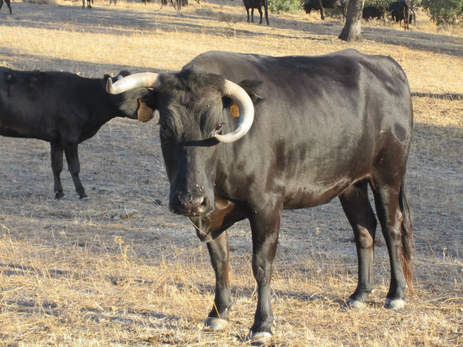 LOS COQUILLAS DE CIFUENTES: LA FORMACION DE LAS ASTAS