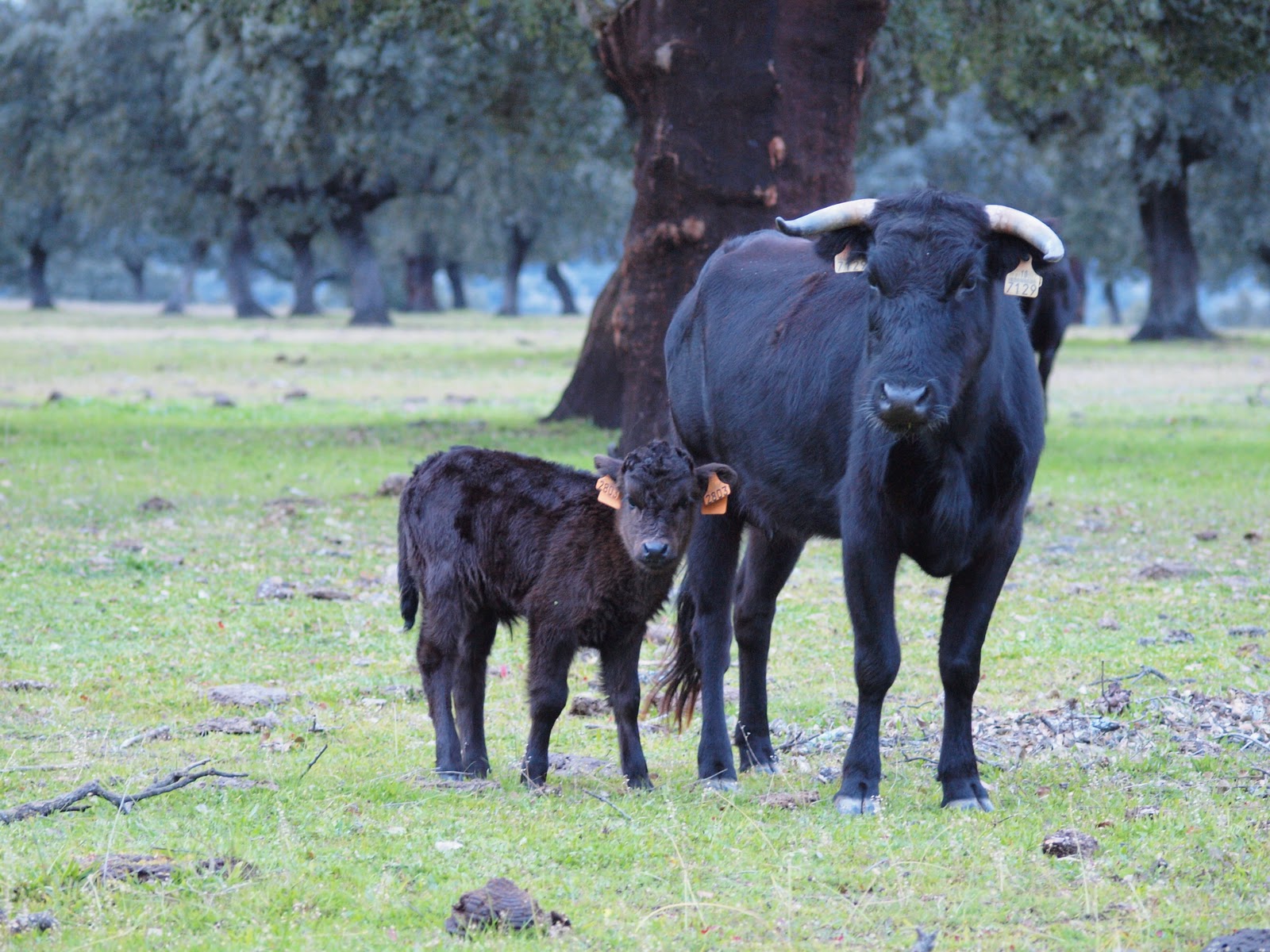 LOS COQUILLAS DE CIFUENTES: LOS PRIMEROS MESES DE LOS BECERROS
