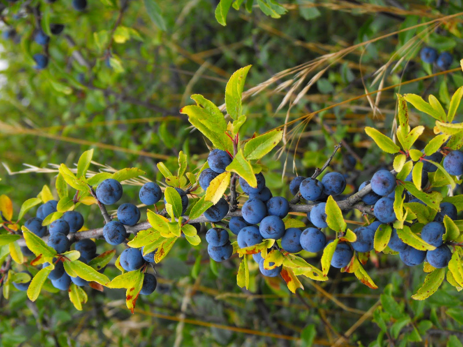 Sloe, sloe quick quick sloe | The Anger of a Quiet Man