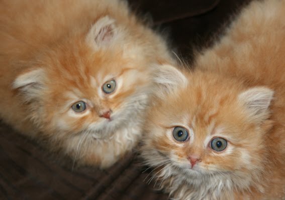 " l'Antre de Bastet" chats persans: 2 roux