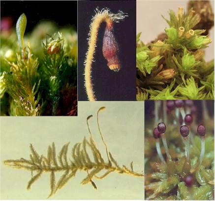 Reino Plantae: Briófitas