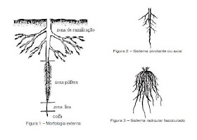 Reino Plantae: MORFOLOGIA VEGETAL