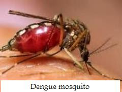 Animals world: Dengue Mosquito