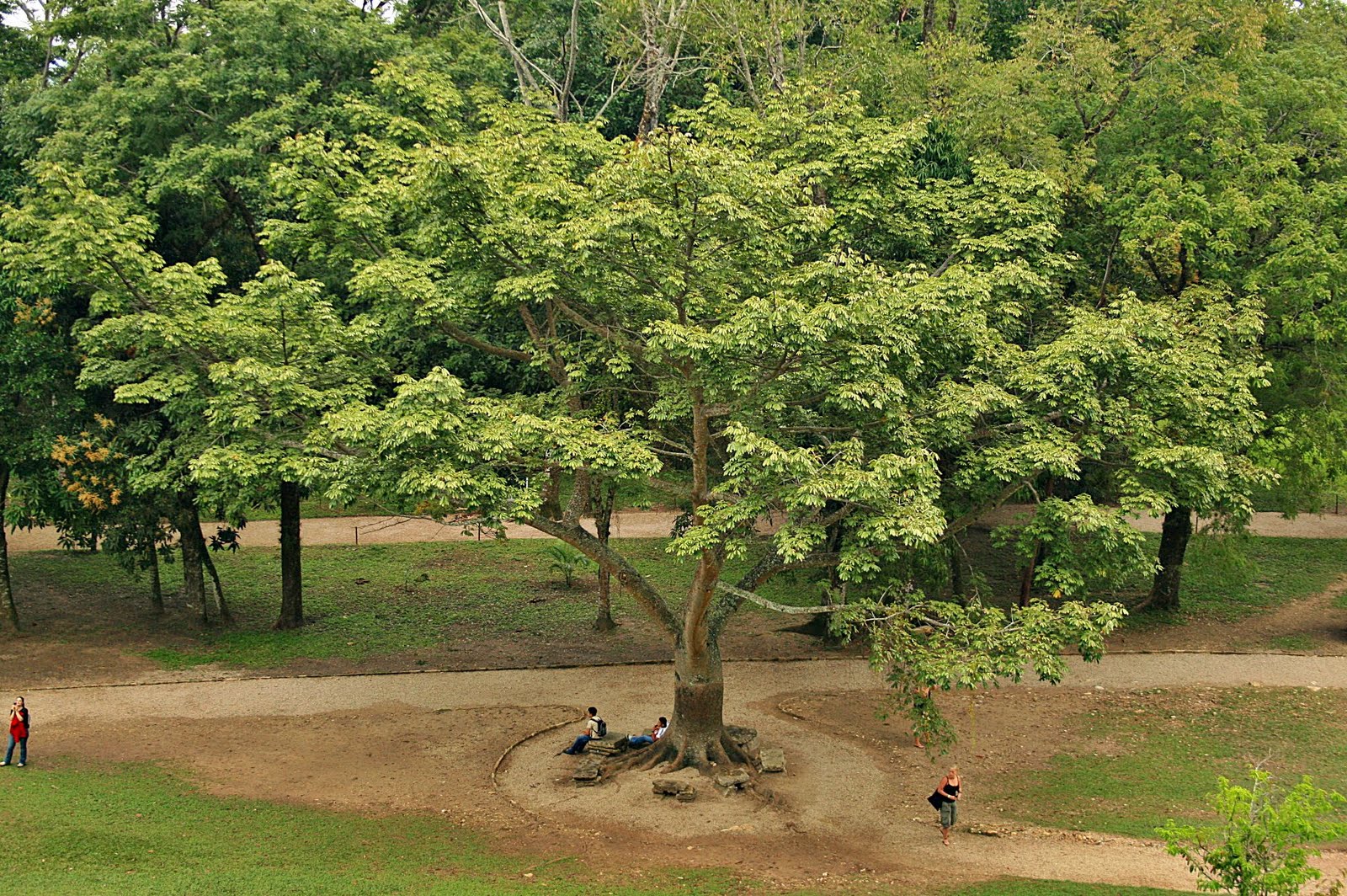 DOMENICO ZAMBELLI: ARBOL SAGRADO DE LOS MAYA CEIBA