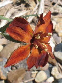 T h e | D e e p | M i d d l e: Copper Iris, Lysimachia, Sanguisorba ...