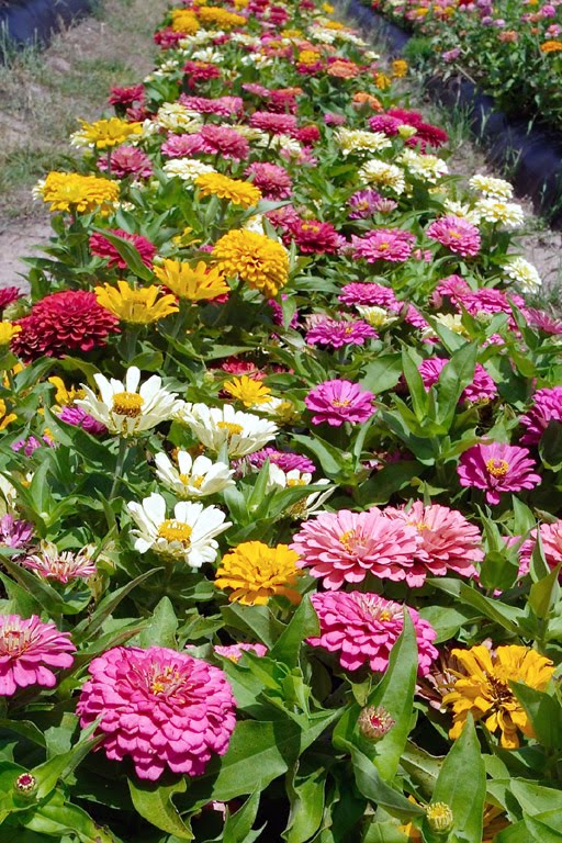 Wanita Tua Cina Dengan Pasu Retak