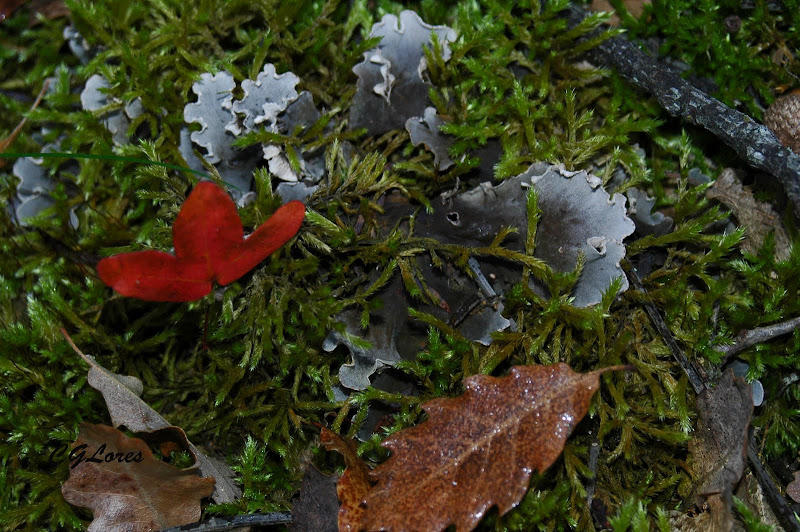 ¡Instantes!: Musgo-VII