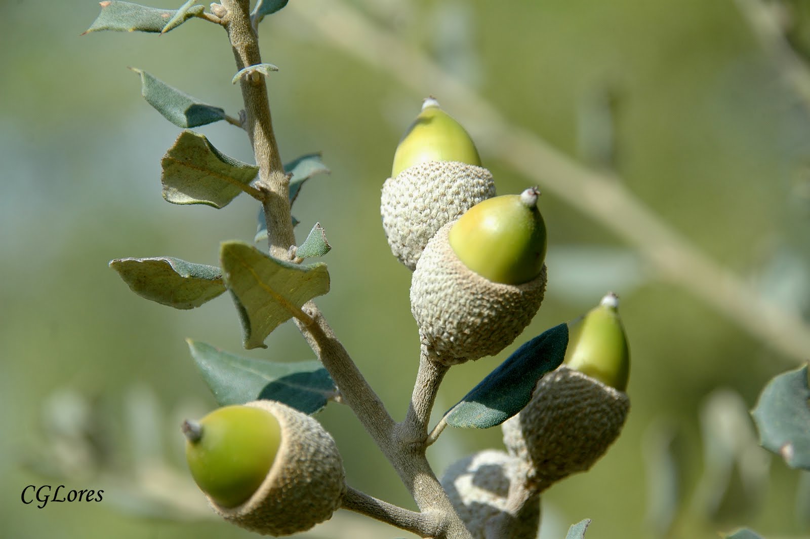 ¡Instantes!: Hojas y semillas de encina-II