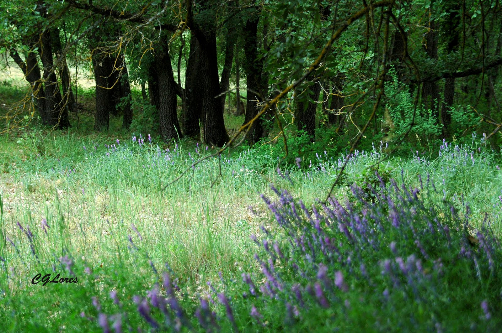 ¡Instantes!: Bosque primaveral