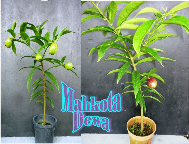 AGEasyGrow: Mahkota Dewa﻿