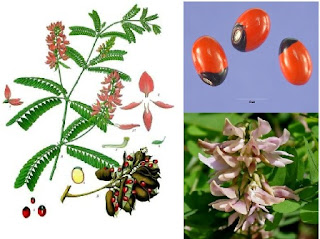 AGEasyGrow: Pokok Saga