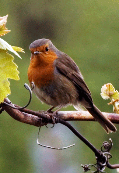 bio M. Carreira: Pisco-de-peito-ruivo (Erithacus rubecula)