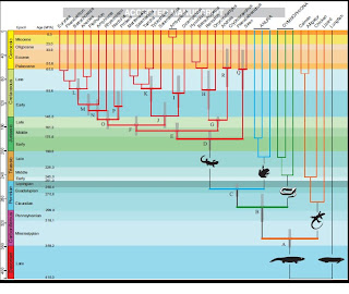 ANFIBIOS: FILOGENIA TRADICIONAL