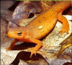 ANFIBIOS: SISTEMÁTICA Y CLASIFICACIÓN DE CAUDATA. Según Frost et al ...