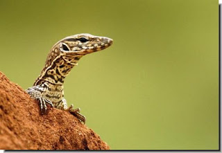 The Reptile King's Latest News: Monitor Lizard FAQ