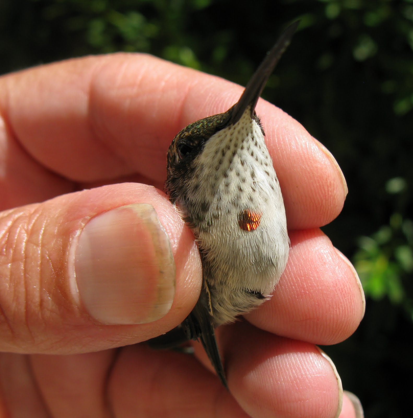Cape Cod Bander: Midsummer Birds