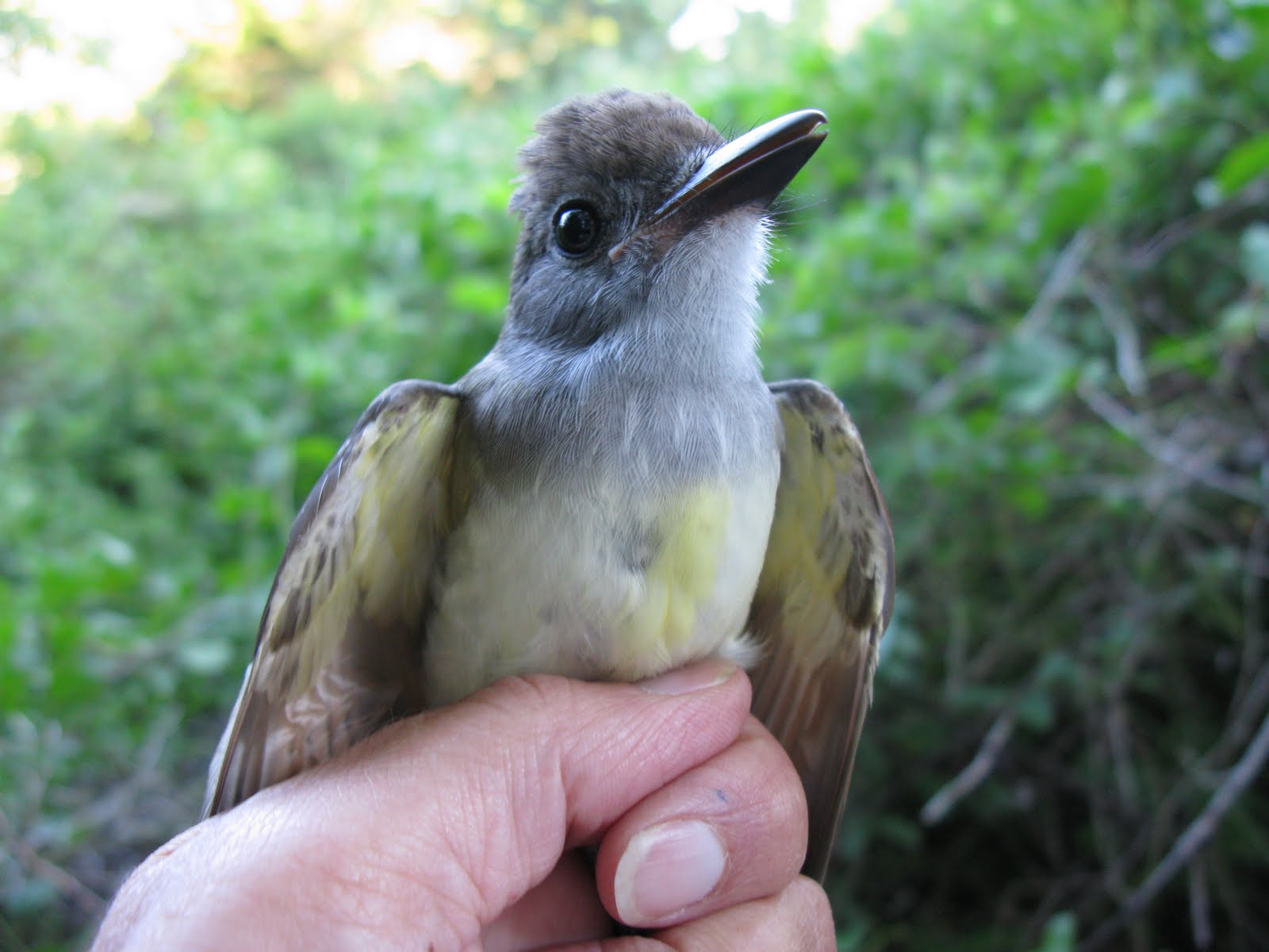 Cape Cod Bander: Midsummer Birds
