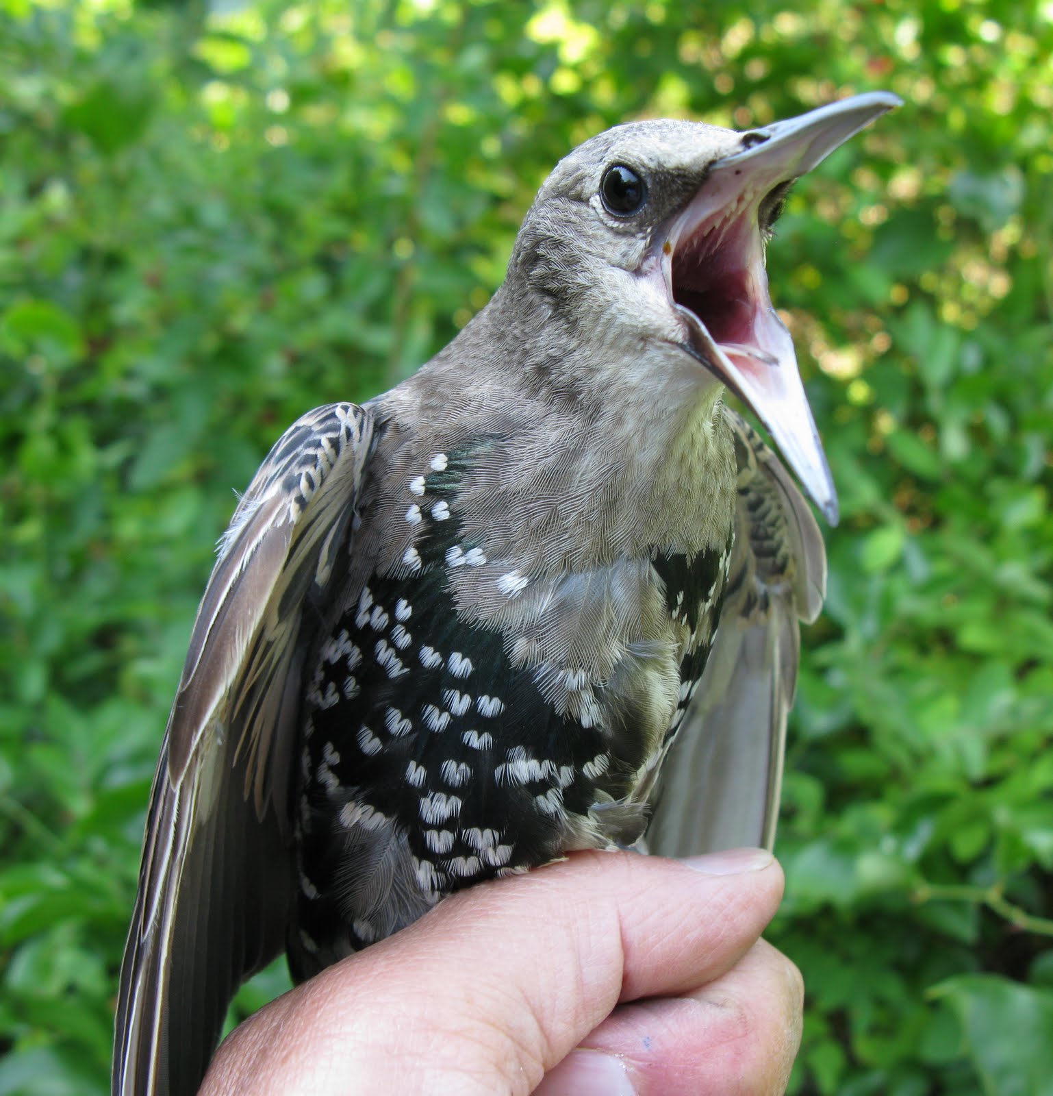 Cape Cod Bander: Midsummer Birds