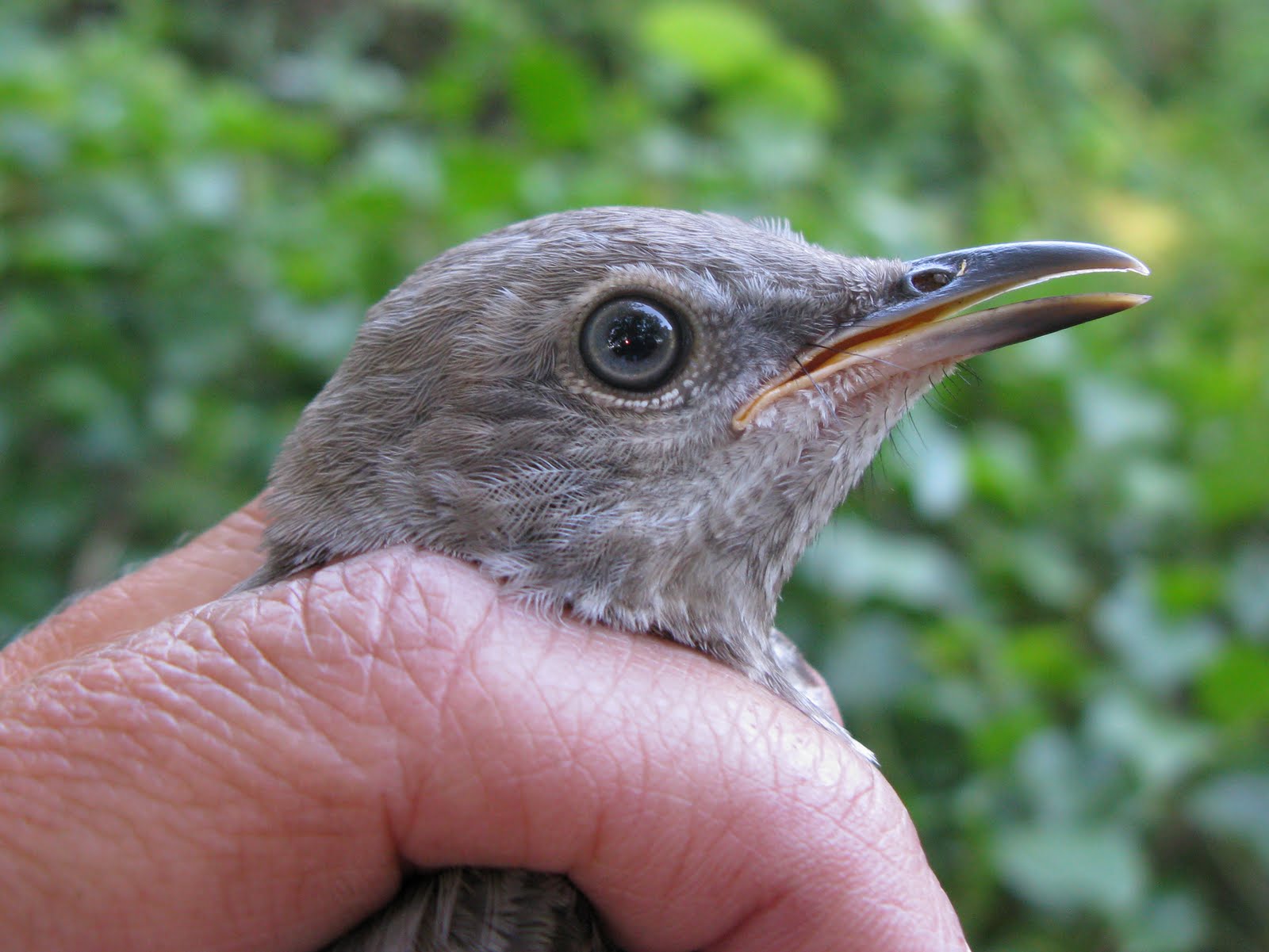 Cape Cod Bander: Midsummer Birds