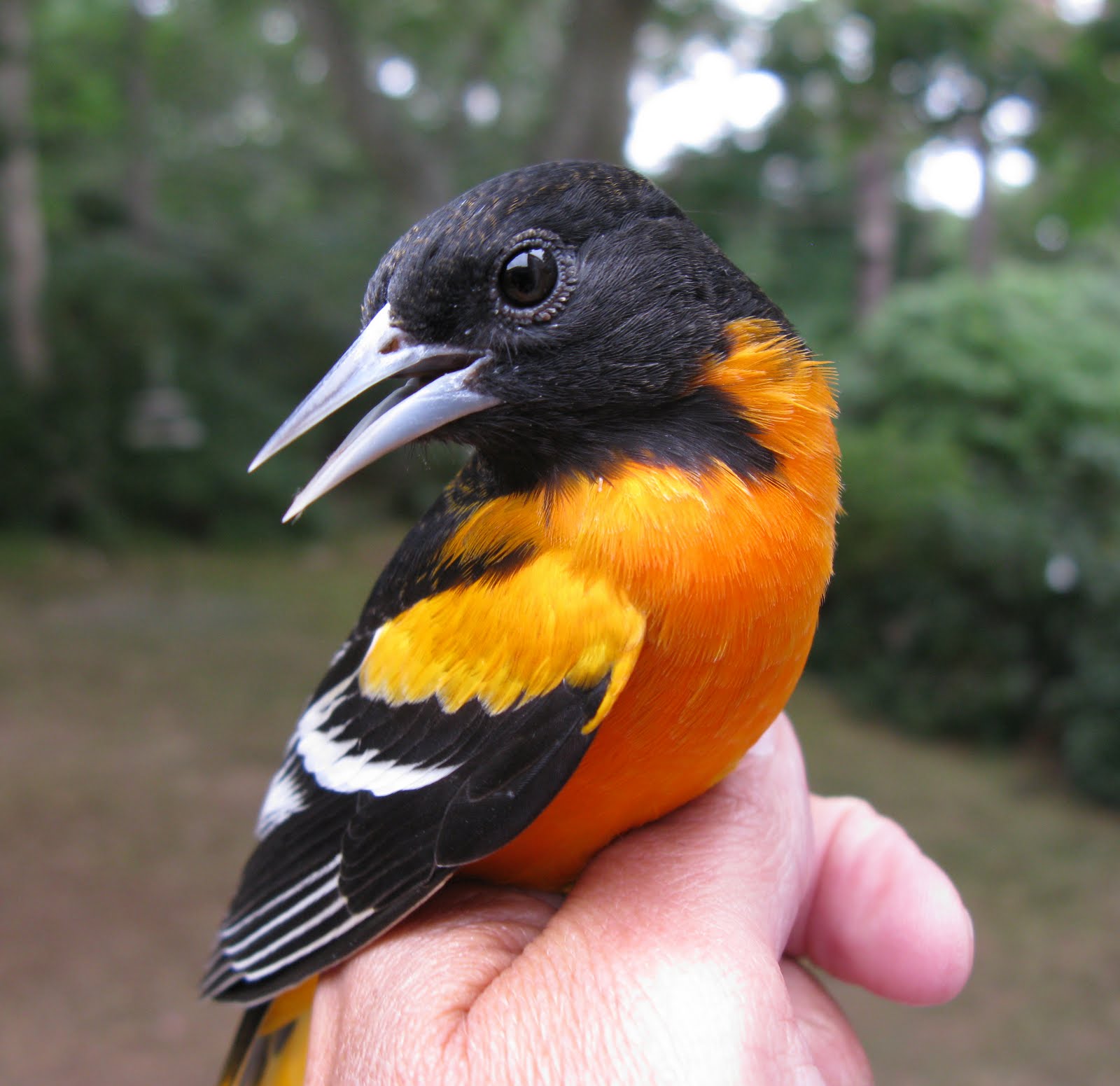 Cape Cod Bander: Midsummer Birds