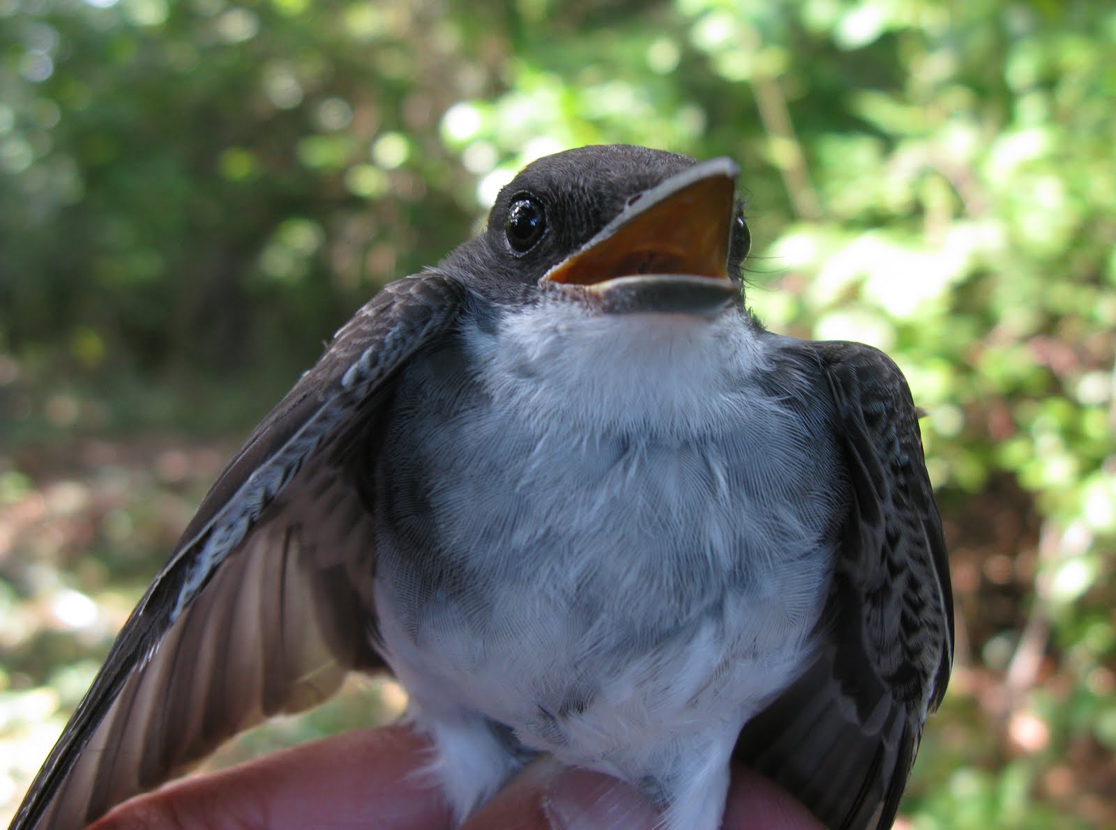 Cape Cod Bander: Midsummer Birds