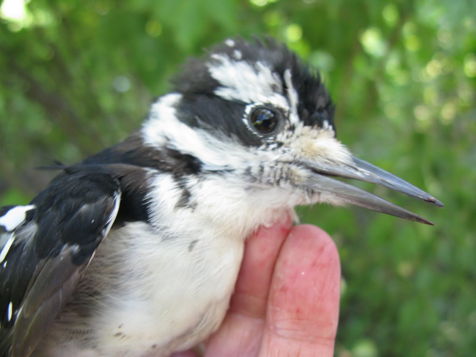 Cape Cod Bander: Midsummer Birds
