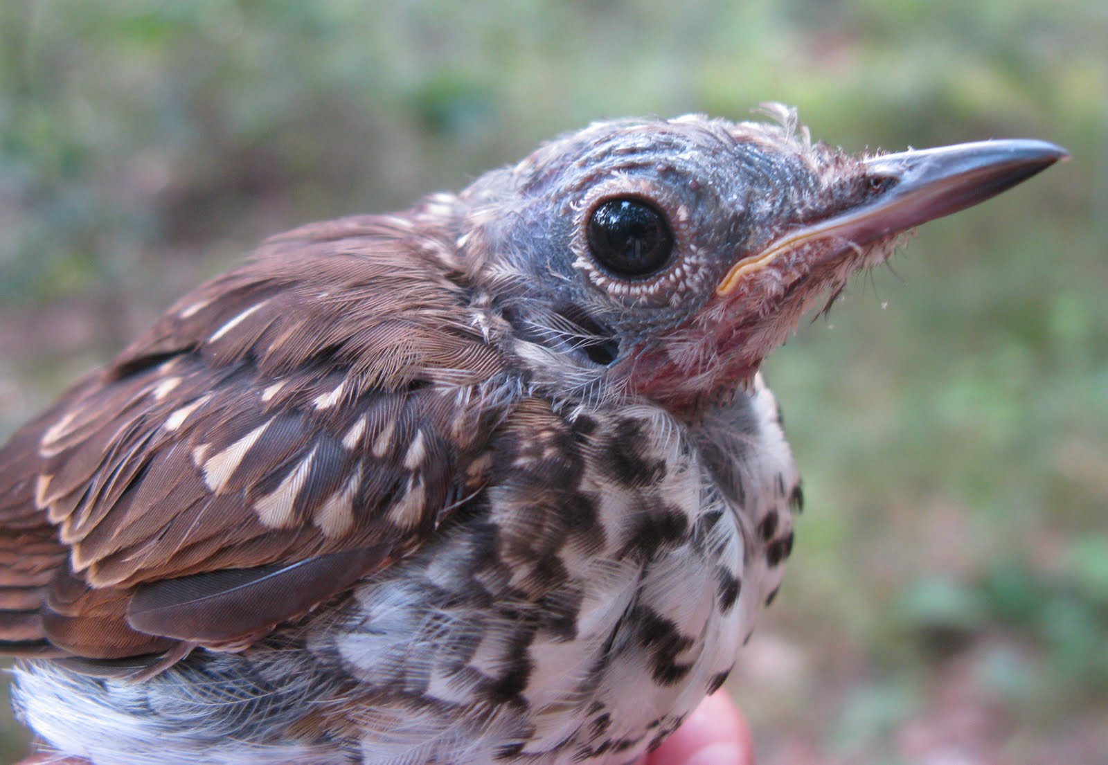 Cape Cod Bander: Midsummer Birds