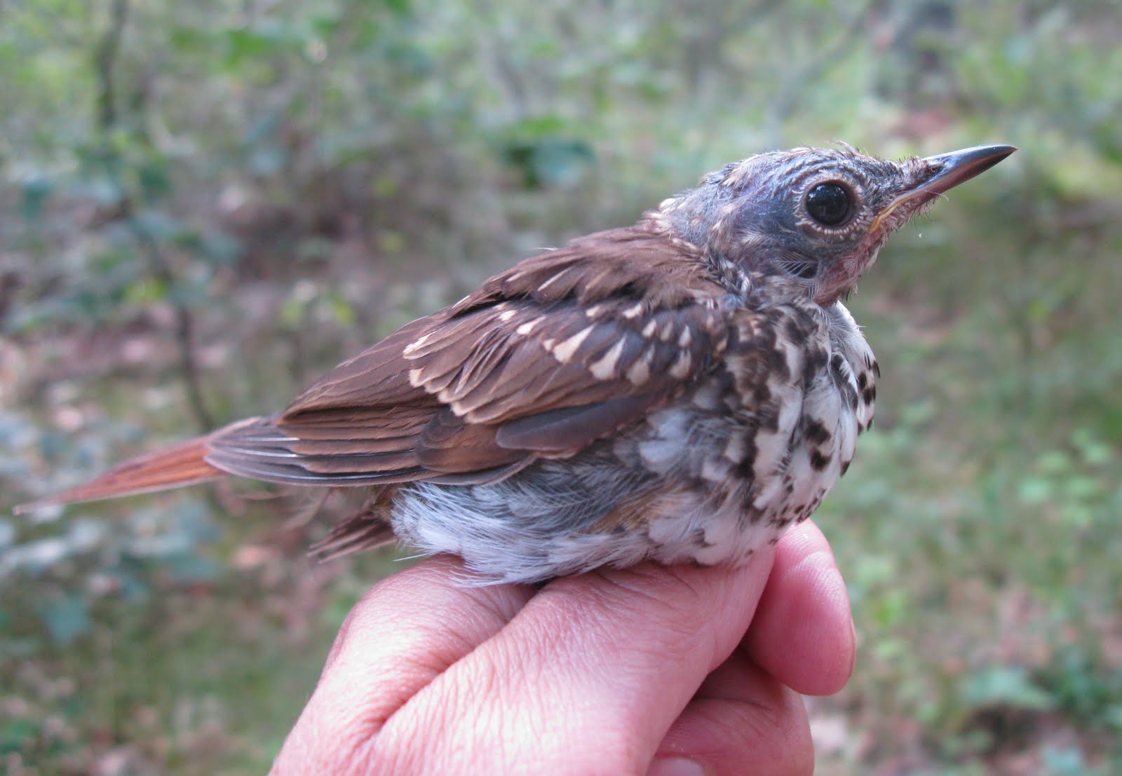 Cape Cod Bander: Midsummer Birds
