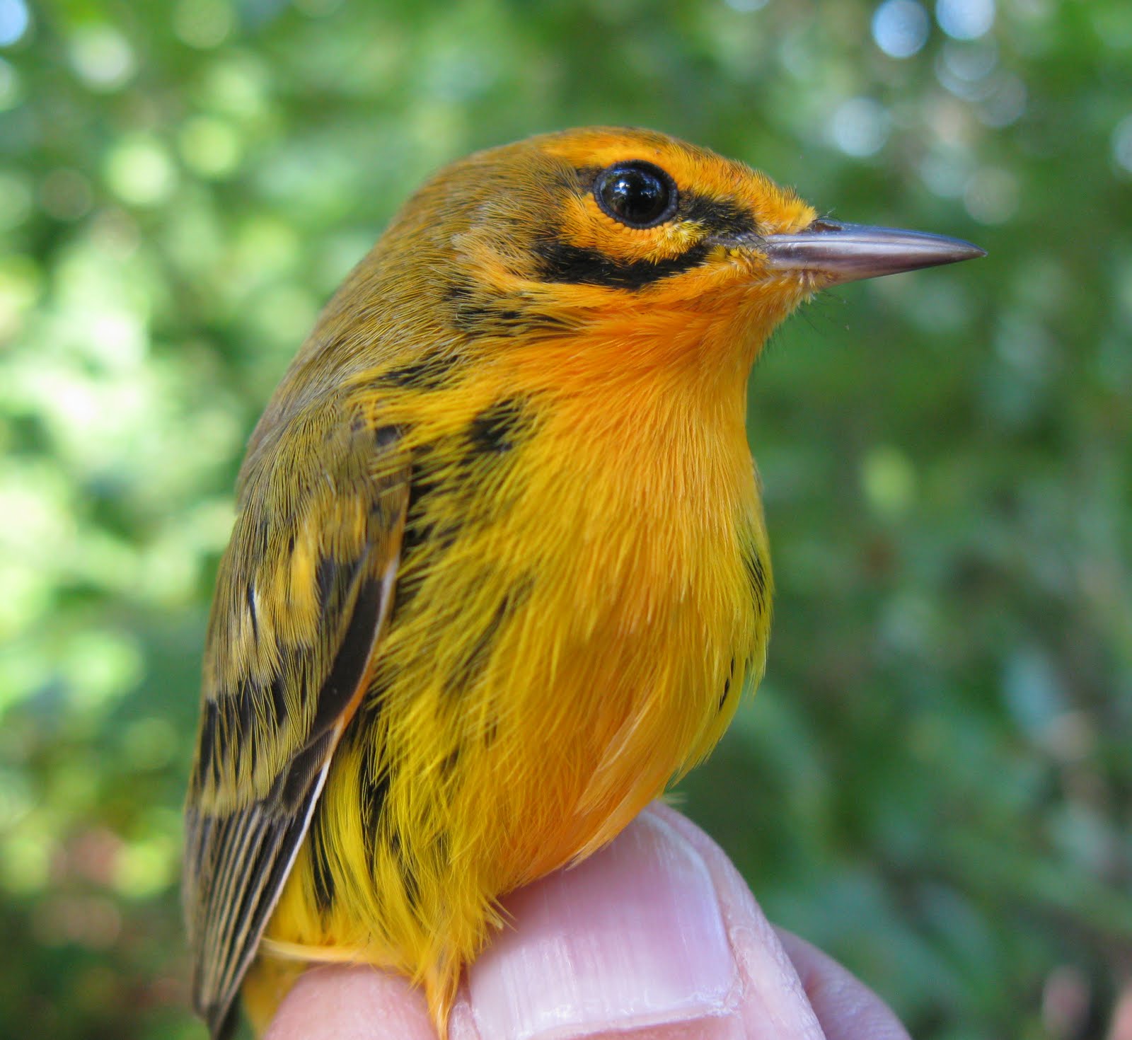 Cape Cod Bander: Mid September Birds