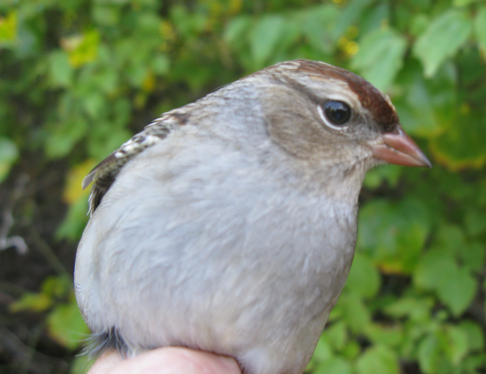Cape Cod Bander: Another New Species