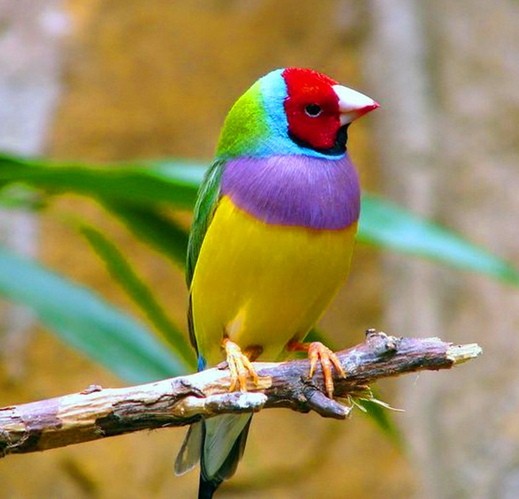 Syed Hilmi PHOTOGRAPHY: Burung yg Penuh Dengan Warna Warni