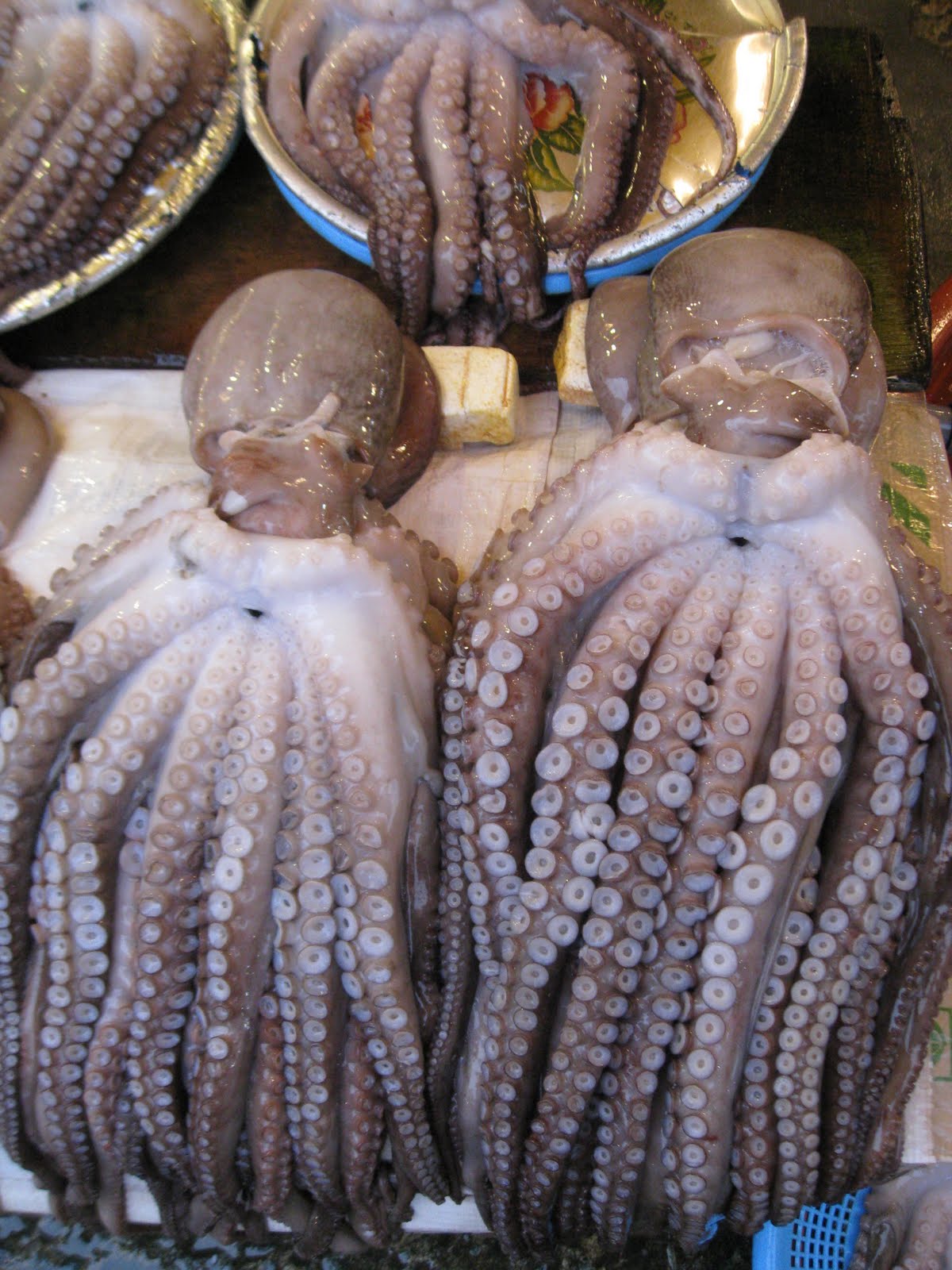 A Lizard in South Korea!!: May 2010