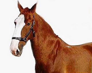 Bocao y espuela: Clasificación de caballos
