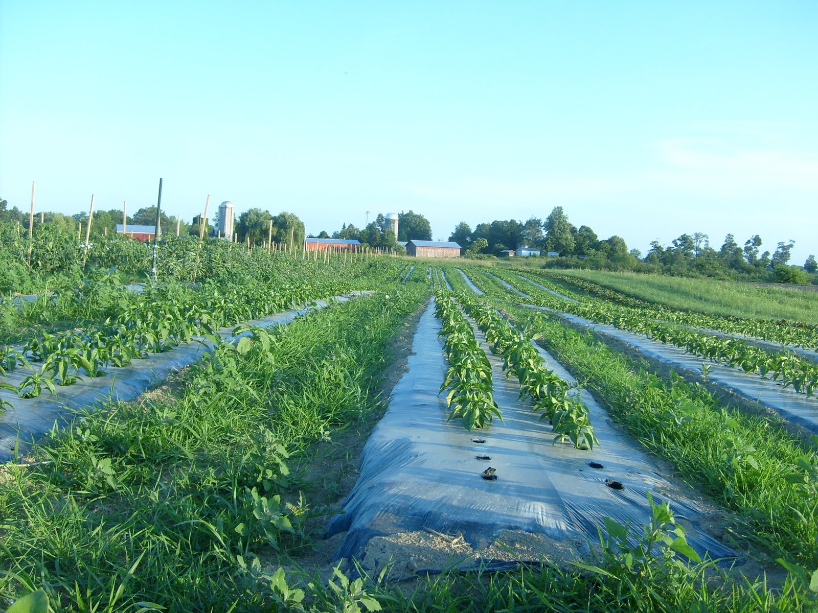 Developing Local Agriculture: A 21st Century Trend for Hudson Valley ...