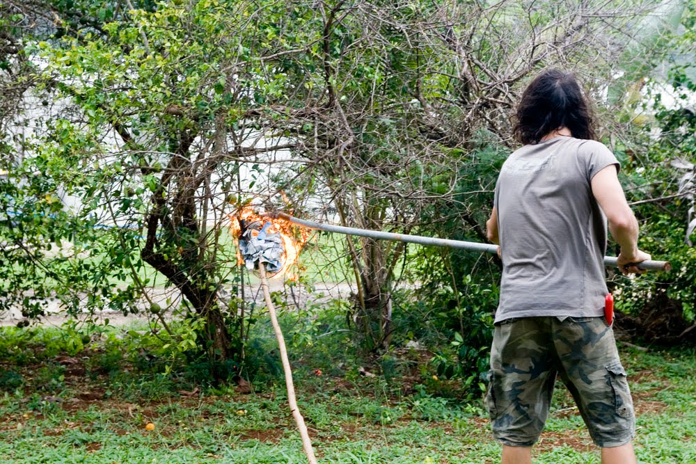 Flashes of life in Guam: Stung by boonie bees