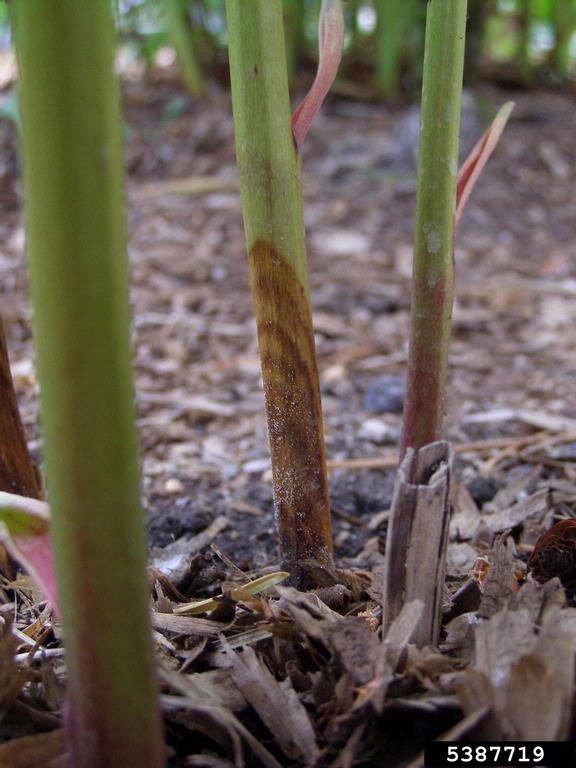 botrytis blight | Ornamentals Hotline