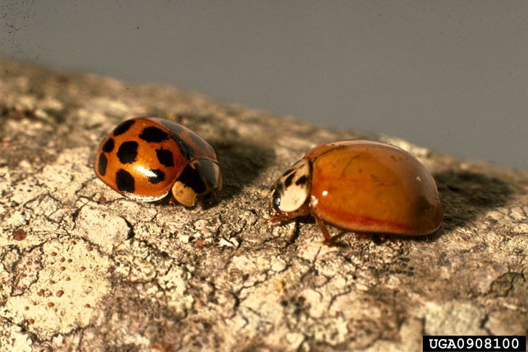 multicolored Asian lady beetle | Ornamentals Hotline