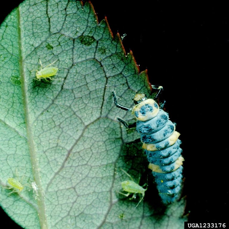 Western conifer seed bug | Ornamentals Hotline