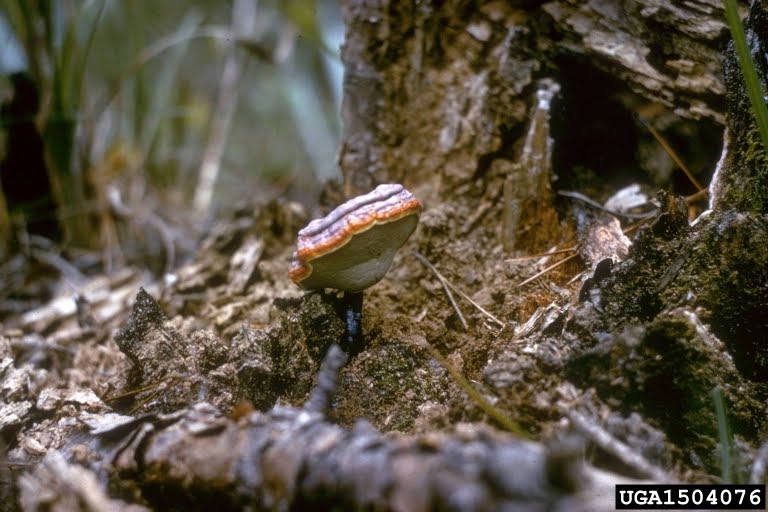 ganoderma root rot | Ornamentals Hotline