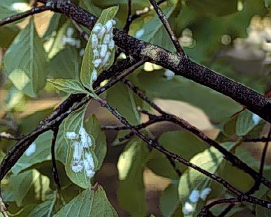 Egg masses found on American Holly Tree in Maryland, USA : r/whatsthisbug