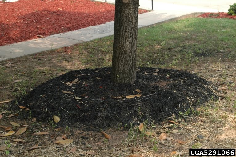 Cultural Issues | Ornamentals Hotline